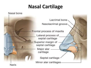 Nasal cavity (1).pptx