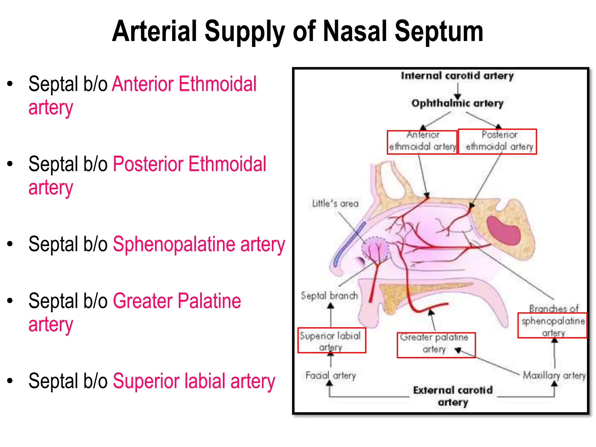 nasal_cavity human anatomy lateral wall and venous drainage_1.pptx