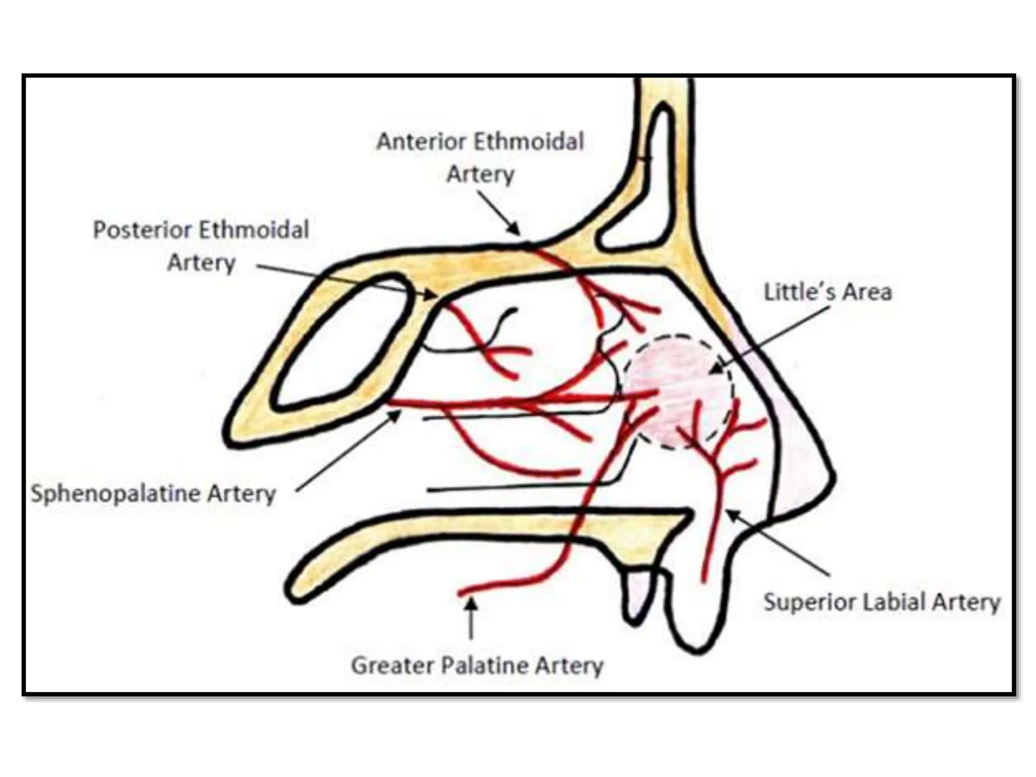 nasal_cavity human anatomy lateral wall and venous drainage_1.pptx