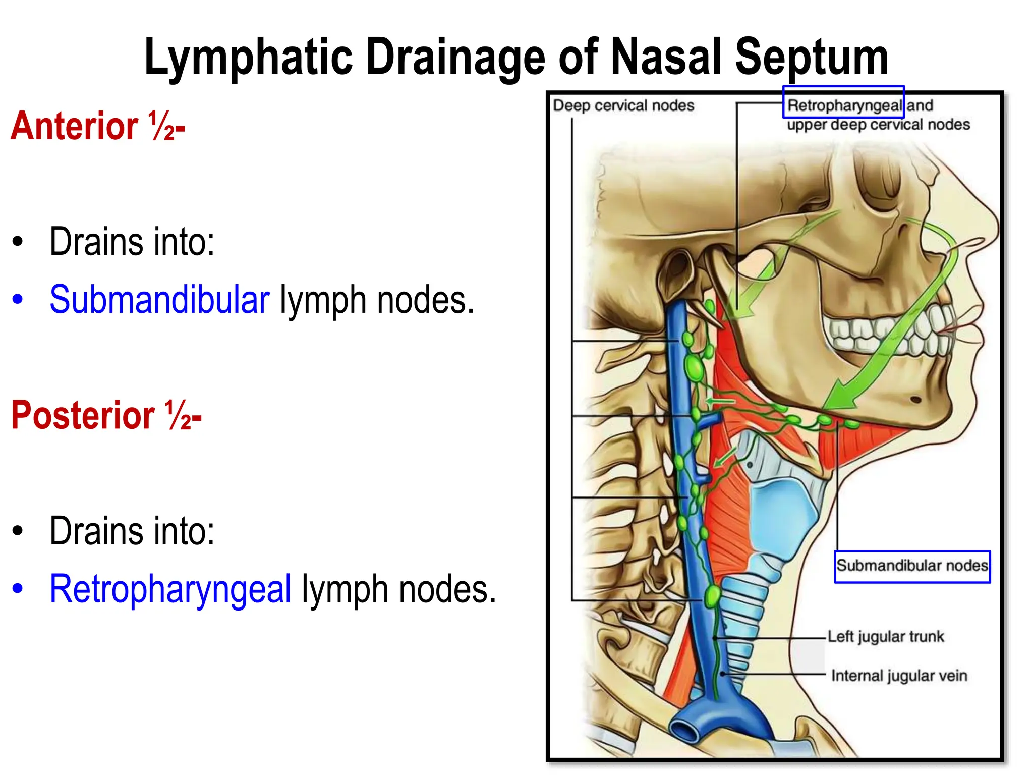 nasal_cavity human anatomy lateral wall and venous drainage_1.pptx