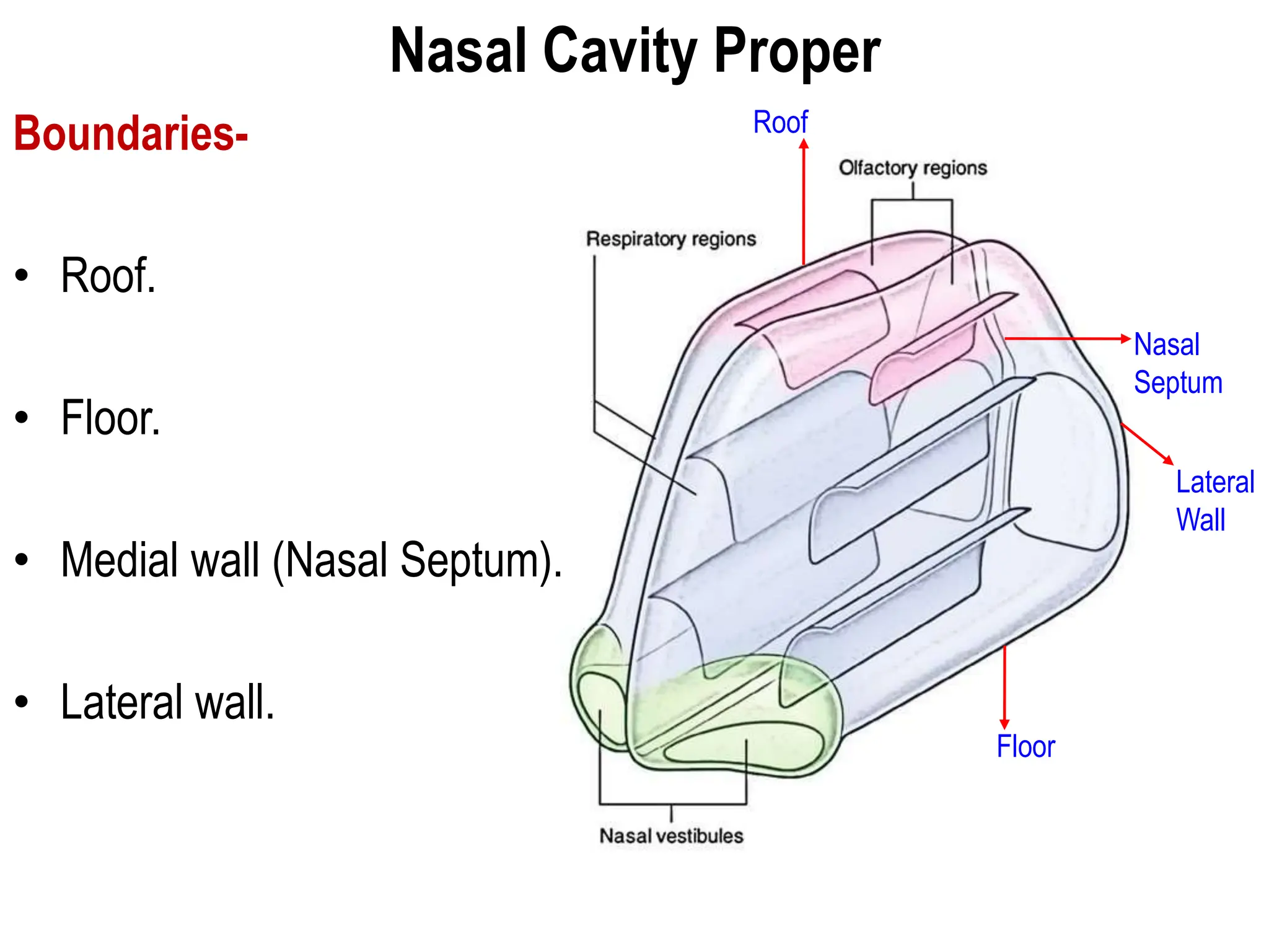 nasal_cavity human anatomy lateral wall and venous drainage_1.pptx