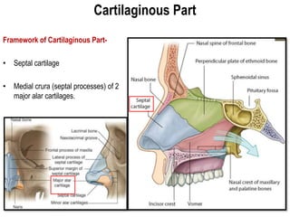nasal_cavity human anatomy lateral wall and venous drainage_1.pptx