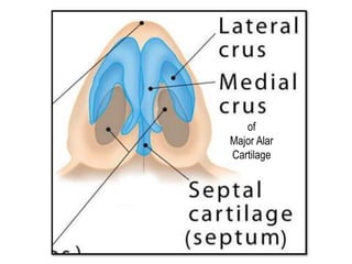 nasal_cavity human anatomy lateral wall and venous drainage_1.pptx