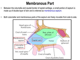 nasal_cavity human anatomy lateral wall and venous drainage_1.pptx
