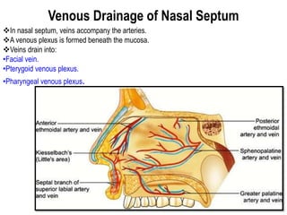 nasal_cavity human anatomy lateral wall and venous drainage_1.pptx