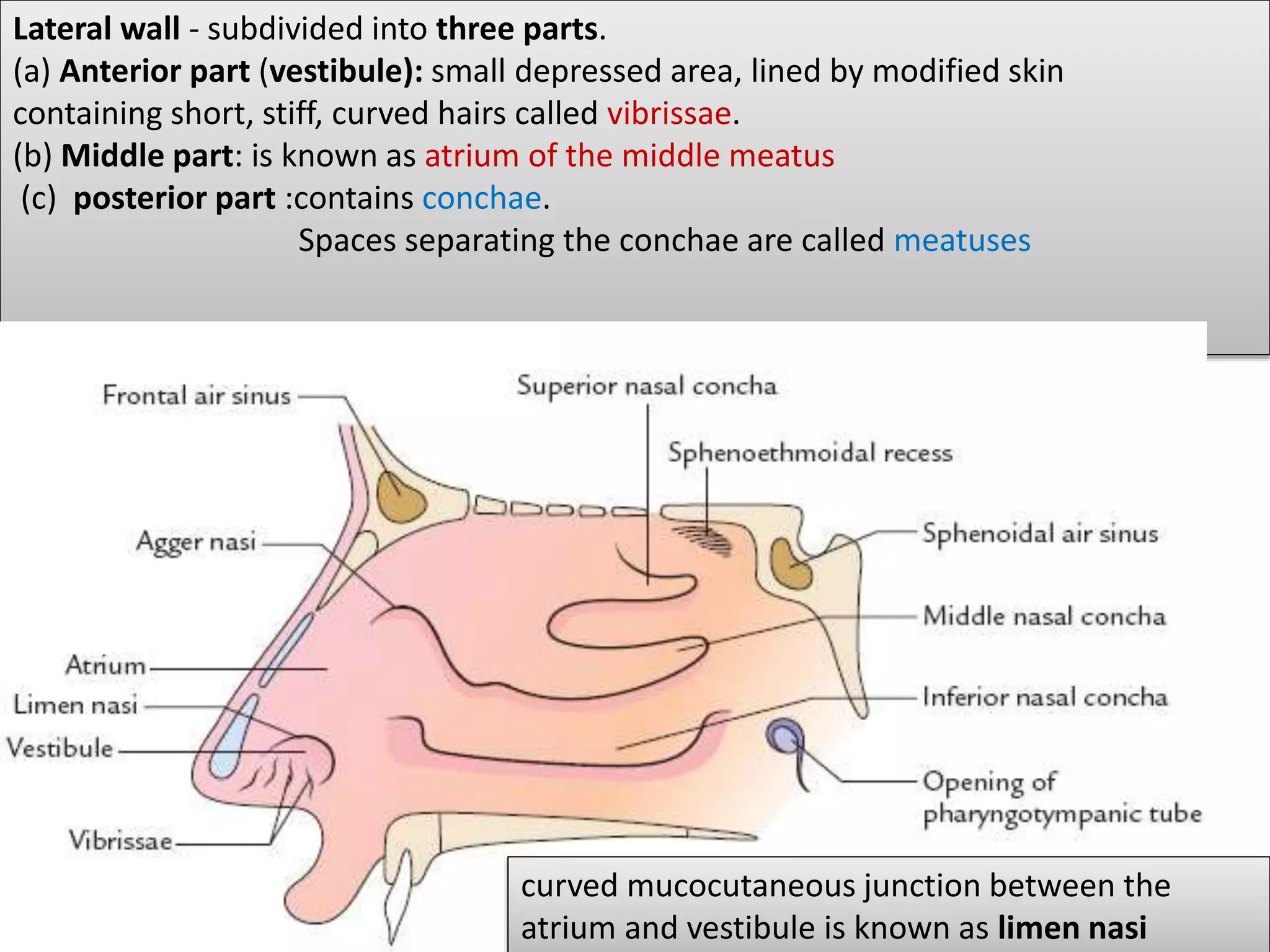 Nasal cavity and Paranasal Air Sinuses | PPTX