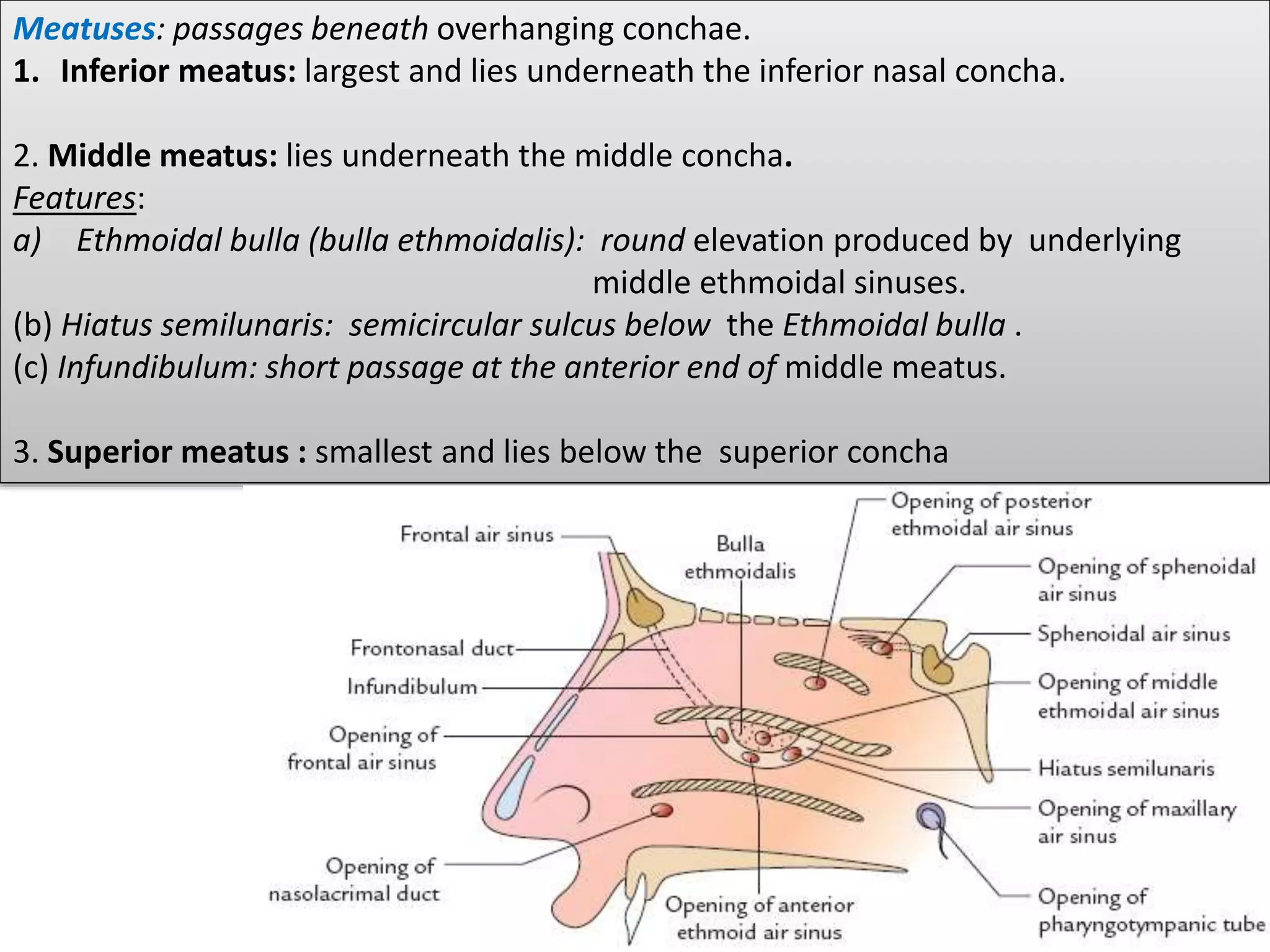 Nasal cavity and Paranasal Air Sinuses | PPTX
