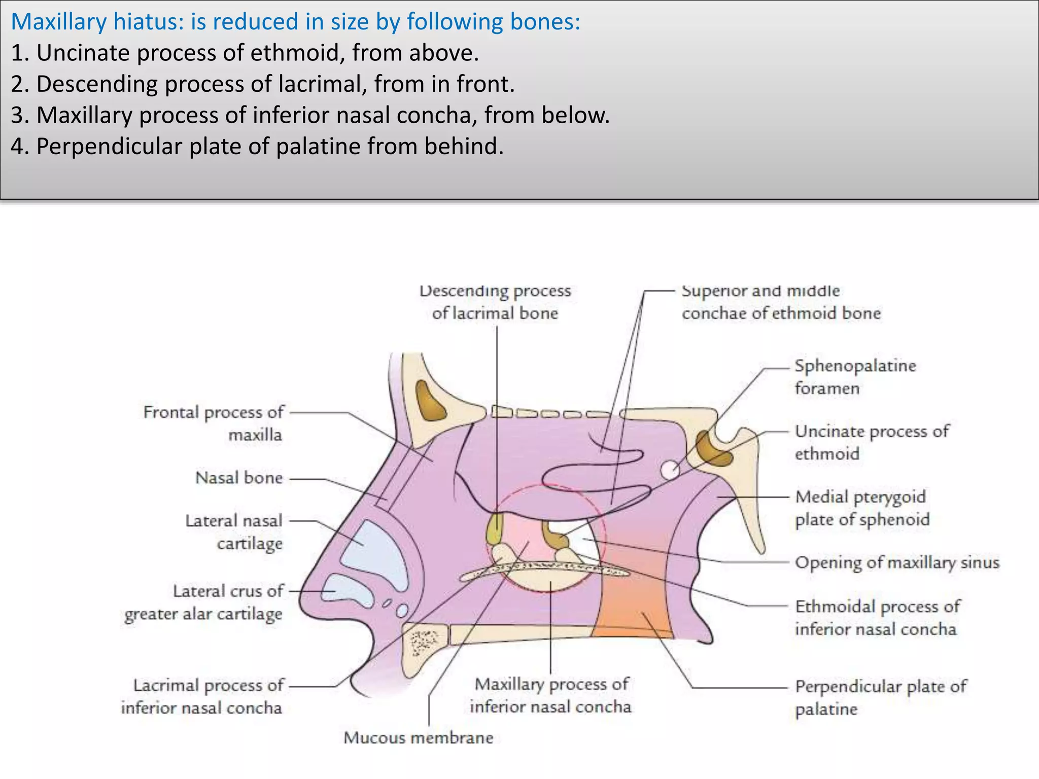 Nasal cavity and Paranasal Air Sinuses | PPTX