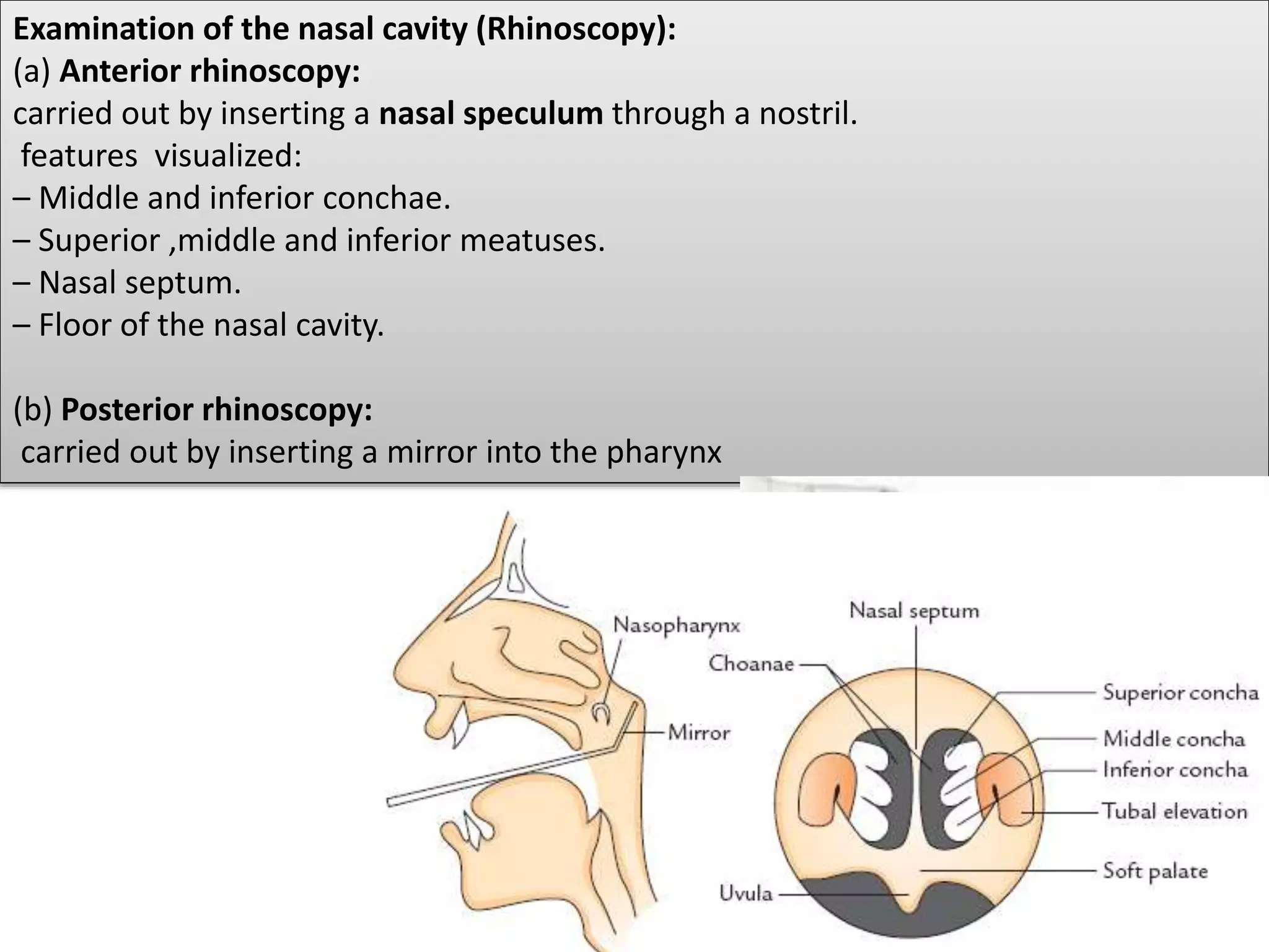Nasal cavity and Paranasal Air Sinuses | PPTX