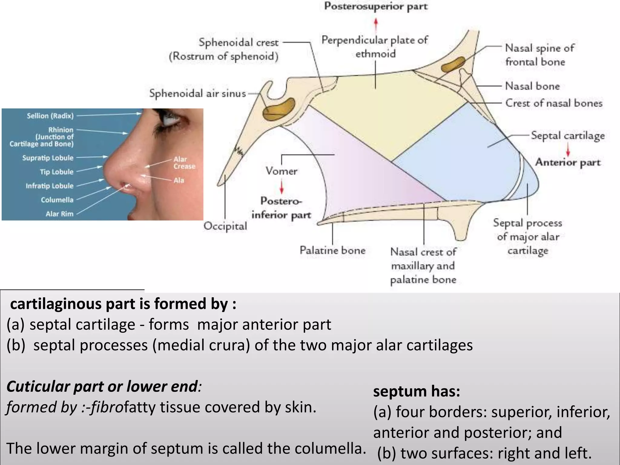 Nasal cavity and Paranasal Air Sinuses | PPTX
