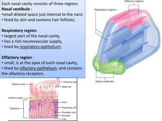 Nasal cavity and Paranasal Air Sinuses | PPTX