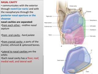 Posterior Nasal Aperture