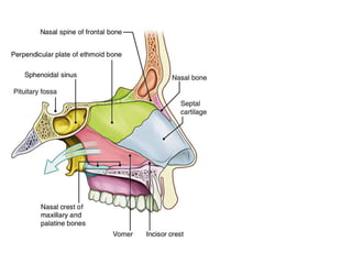 7 Nasal Cavity Bones