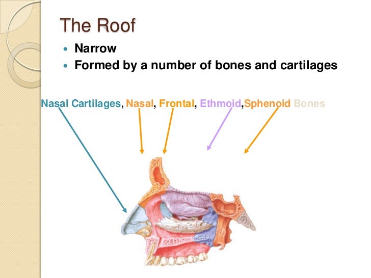 Nasal cavity and paranasal sinuses