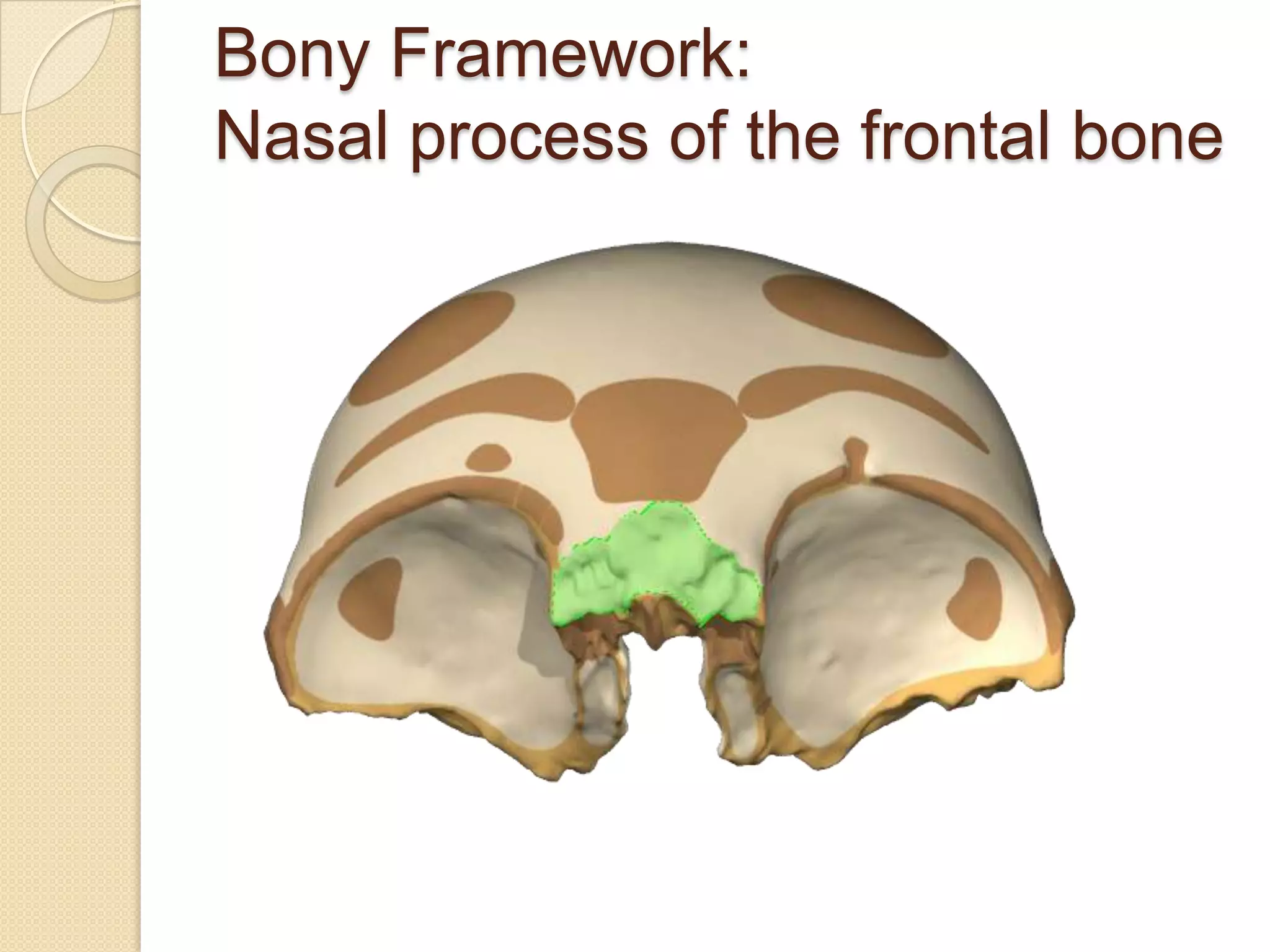 Nasal cavity and paranasal sinuses | PPTX
