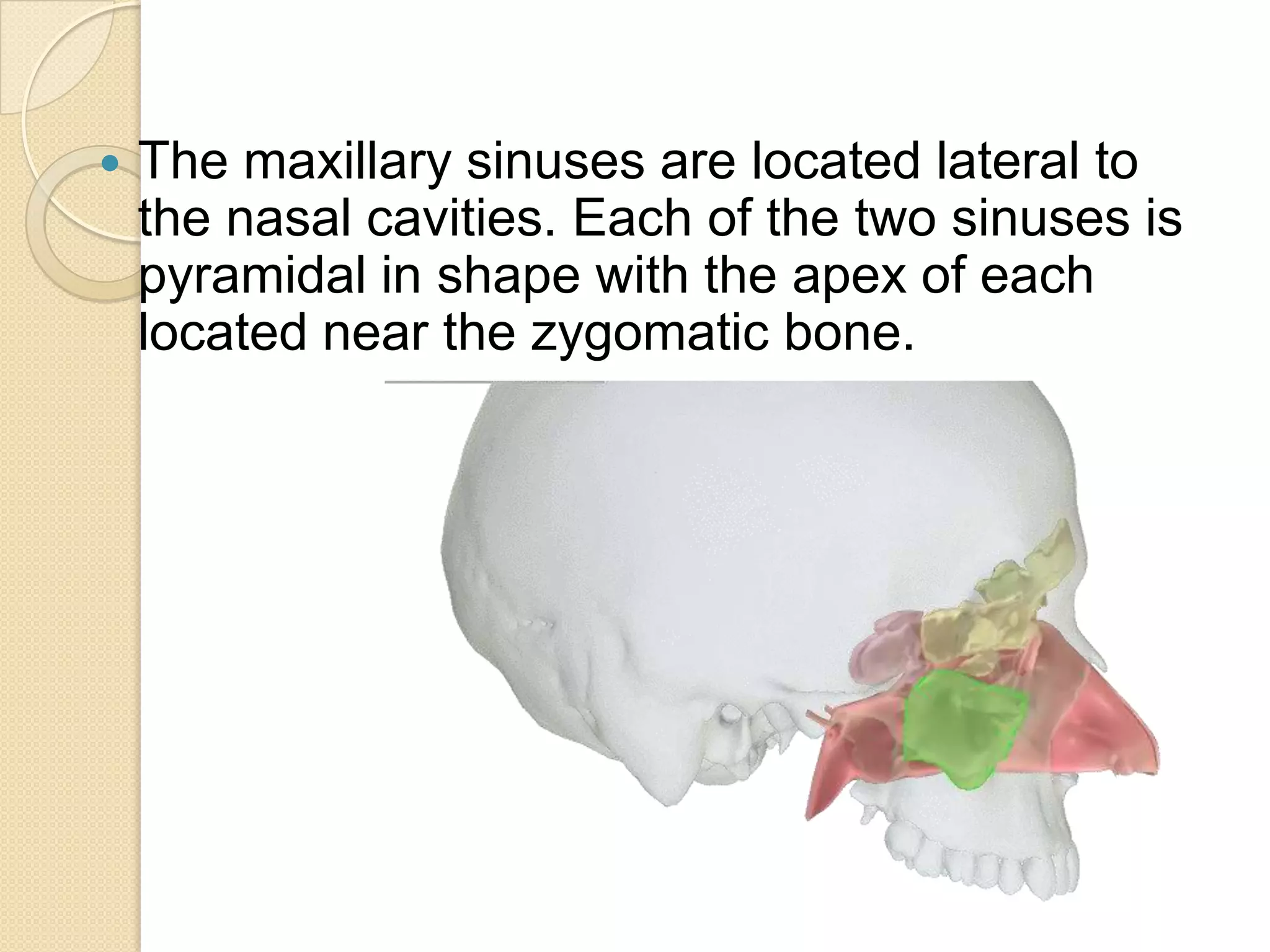 Nasal cavity and paranasal sinuses | PPTX