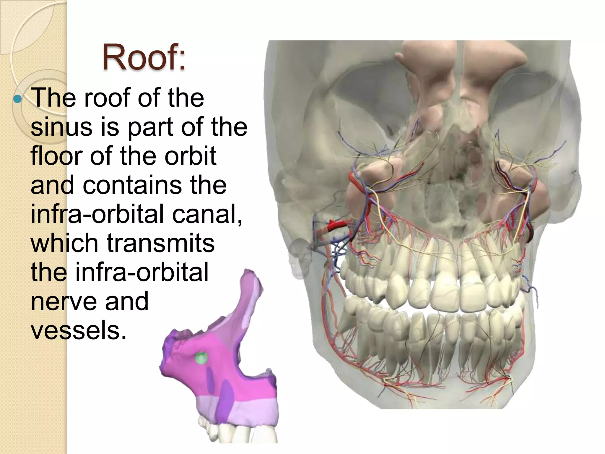 Nasal cavity and paranasal sinuses | PPTX