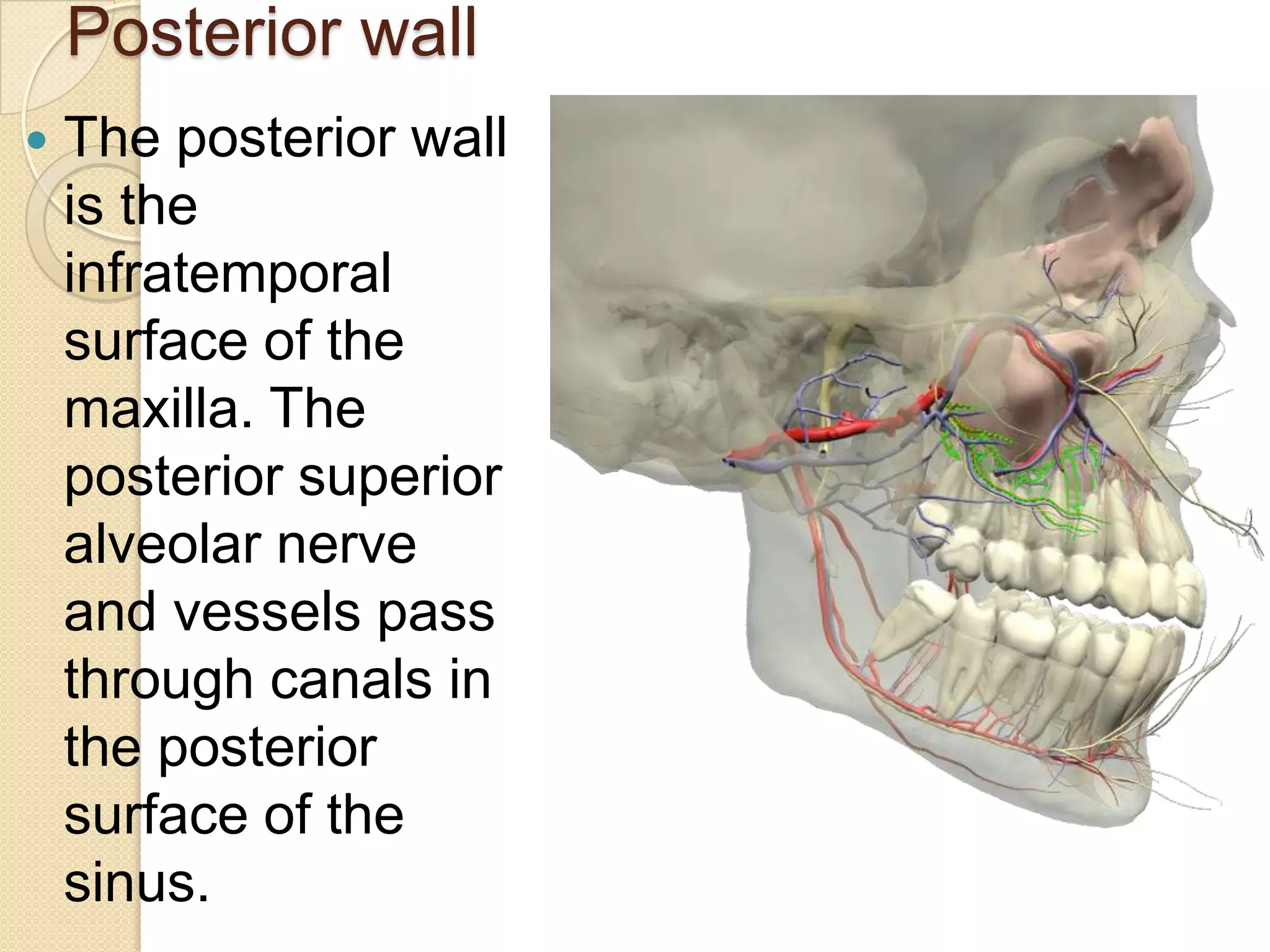 Nasal cavity and paranasal sinuses | PPTX