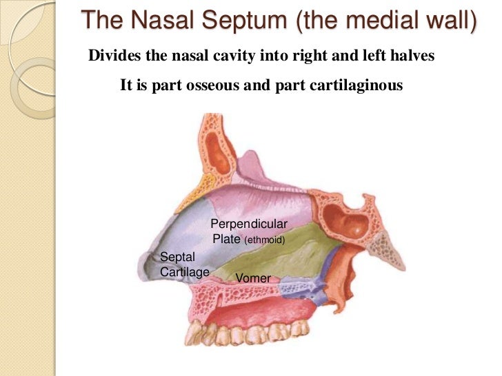 Nasal Cavity And Paranasal Sinuses