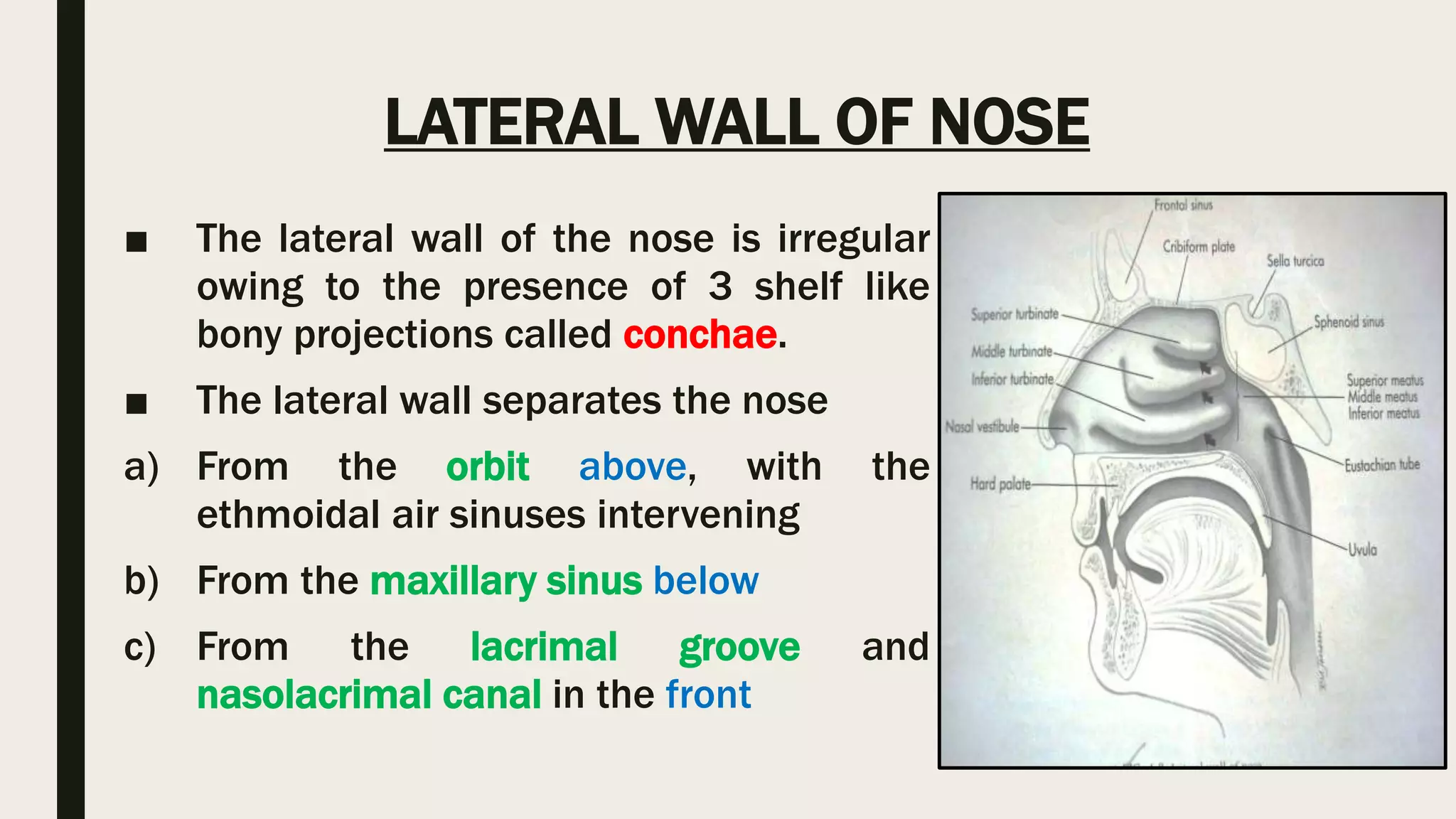 Nasal cavity and paranasal sinuses | PPTX