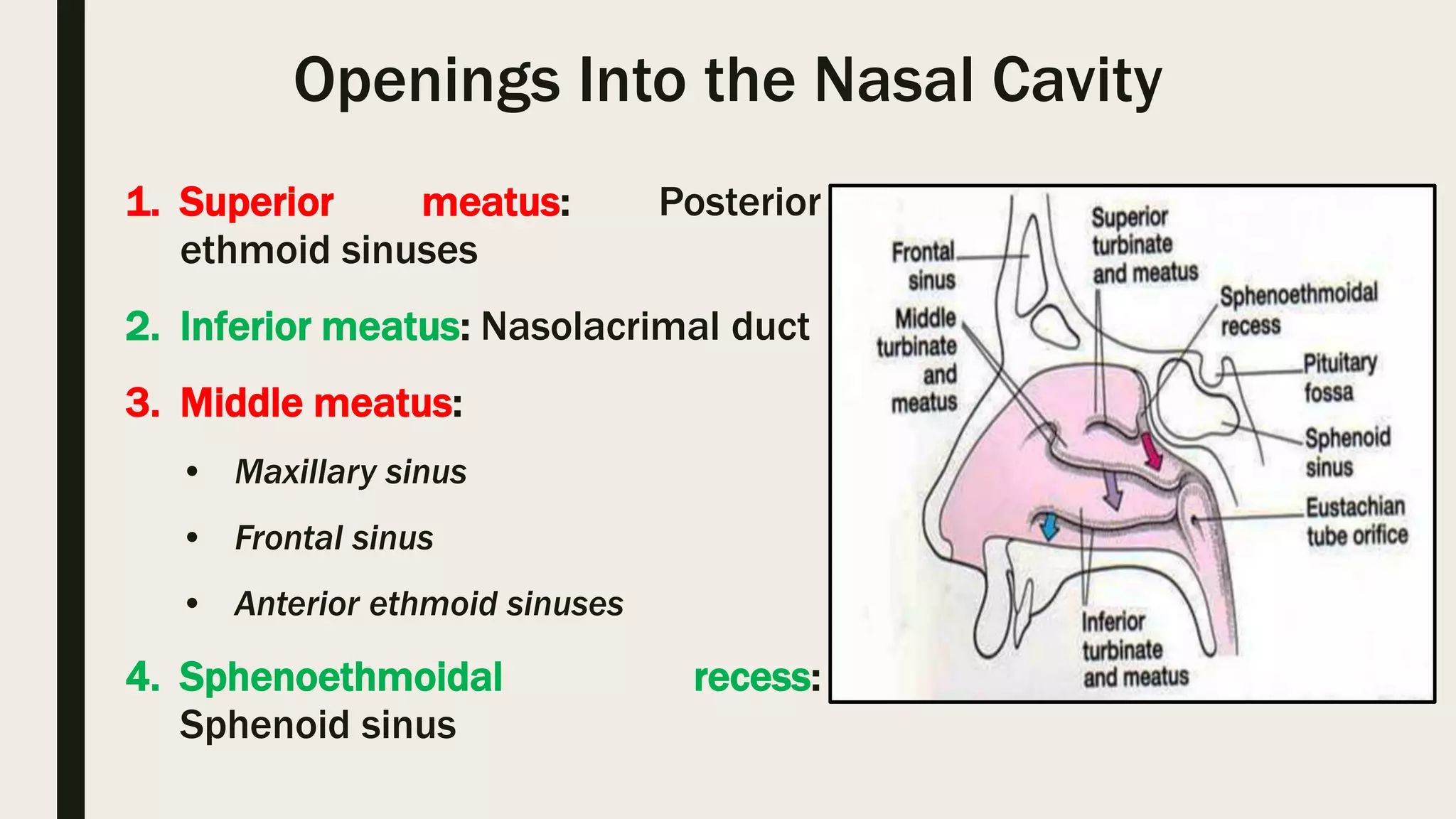 Nasal cavity and paranasal sinuses | PPTX