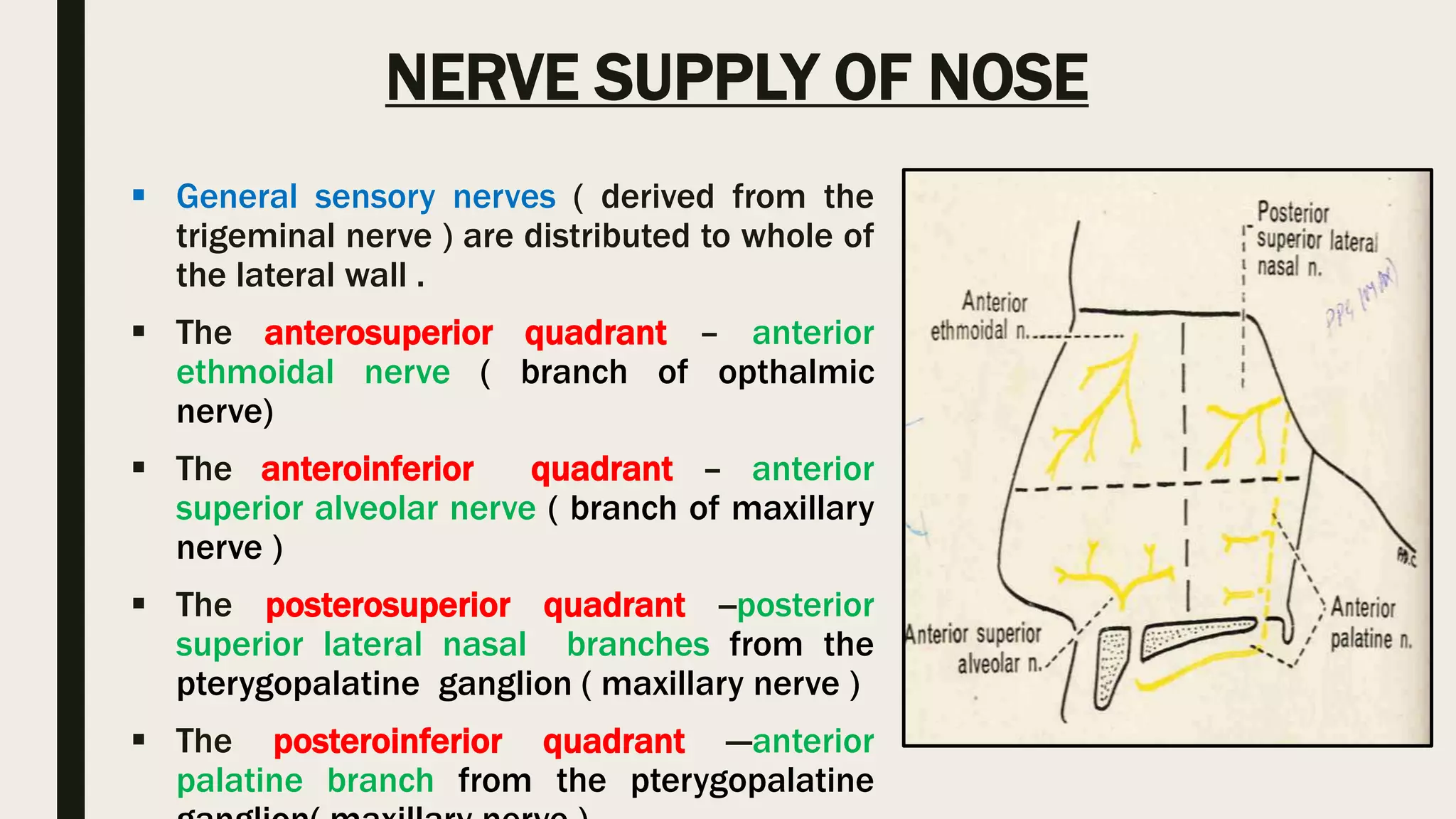 Nasal cavity and paranasal sinuses | PPTX