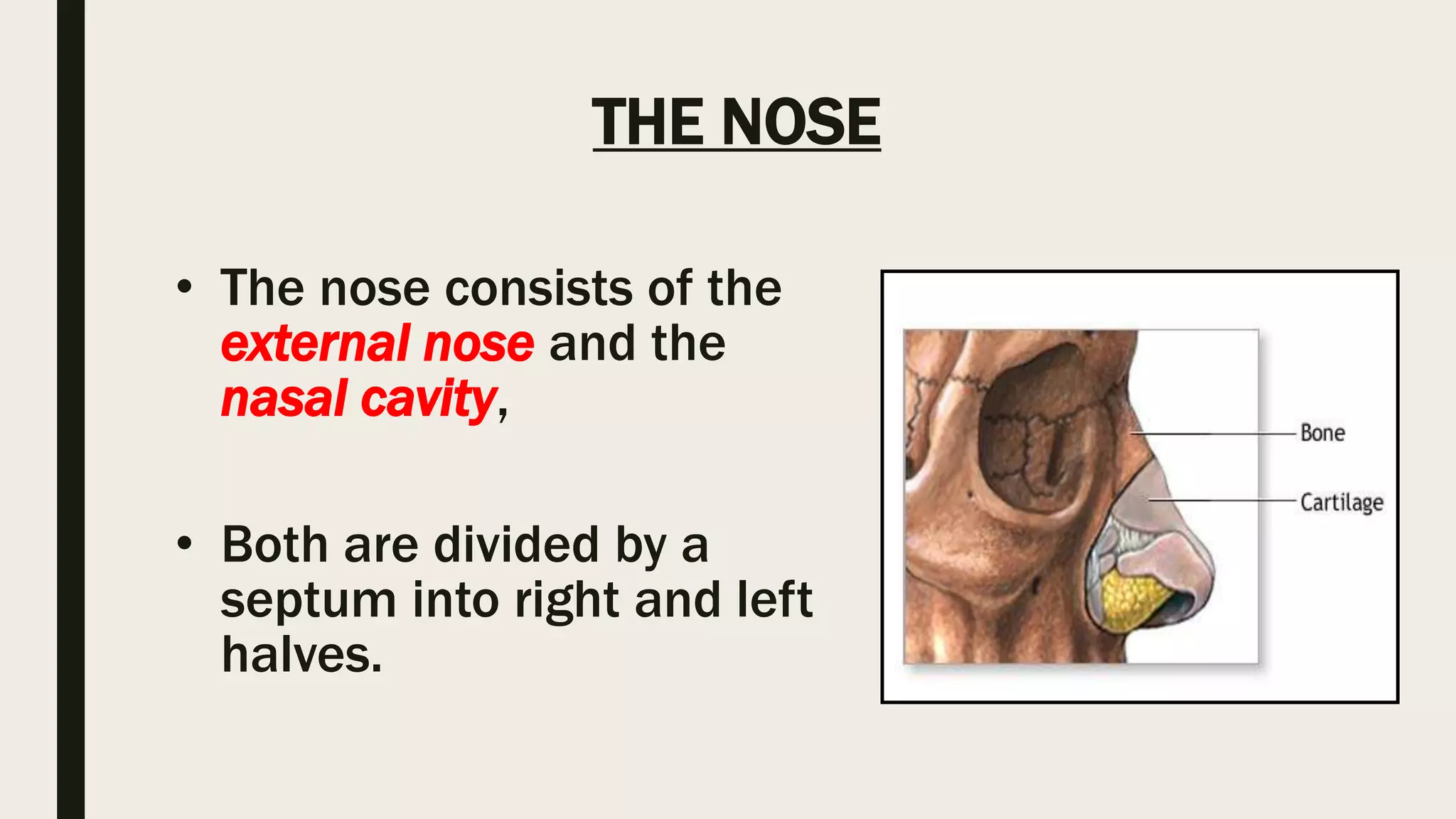Nasal cavity and paranasal sinuses | PPTX