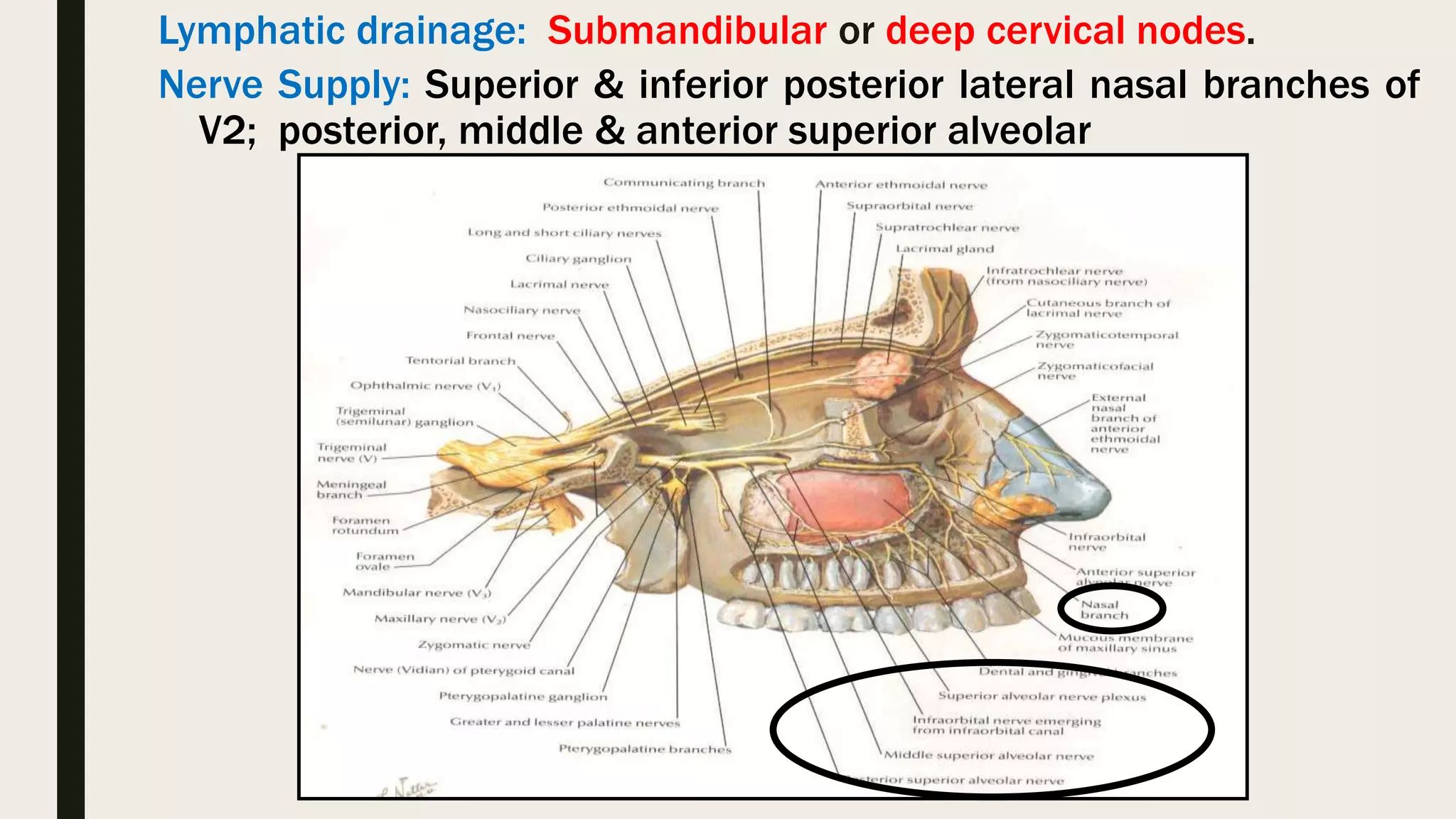 Nasal cavity and paranasal sinuses | PPTX