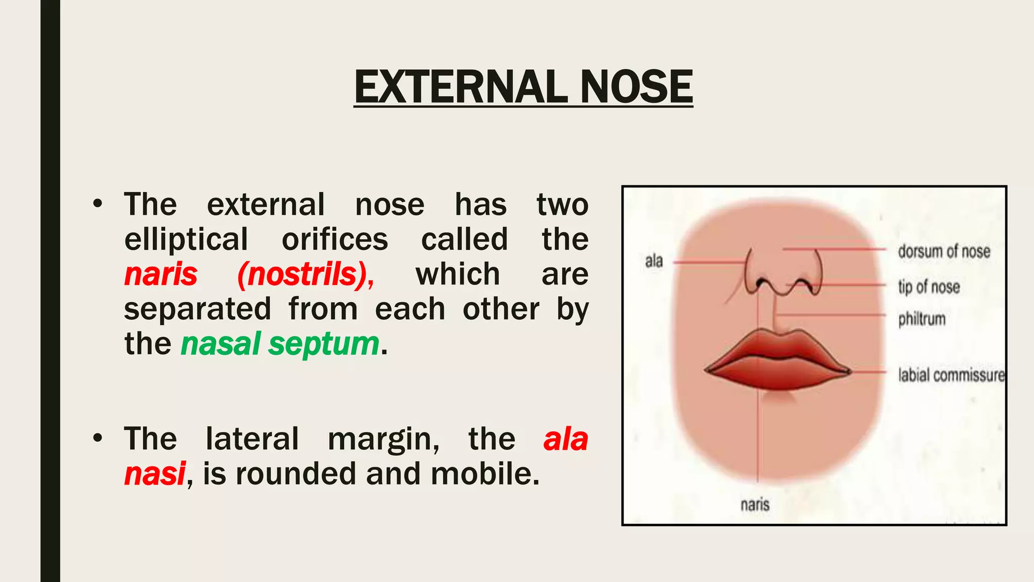 Nasal cavity and paranasal sinuses | PPTX