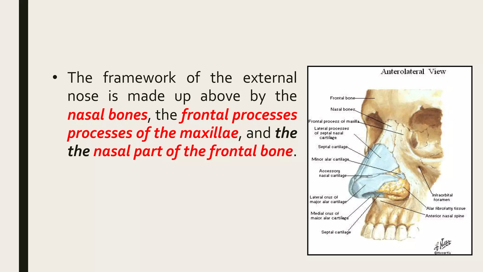 Nasal cavity and paranasal sinuses | PPTX