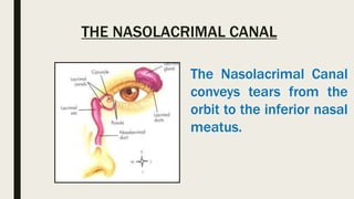 Nasal cavity and paranasal sinuses | PPTX