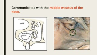 Nasal cavity and paranasal sinuses | PPTX