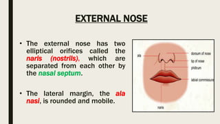 Nasal cavity and paranasal sinuses | PPTX