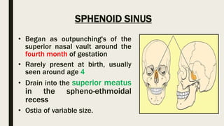 Nasal cavity and paranasal sinuses | PPTX