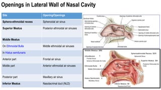 nasal_cavity_II[1].pptx