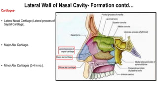 nasal_cavity_II[1].pptx