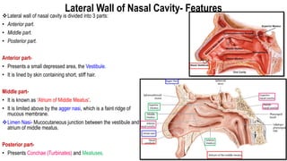 nasal_cavity_II[1].pptx
