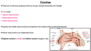 nasal_cavity_II[1].pptx