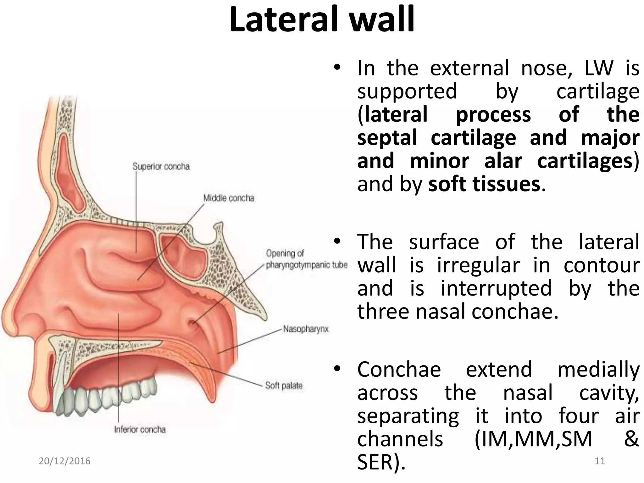 Nasal cavity & paranasal sinuses | PPTX | Ear, Nose and Throat ...