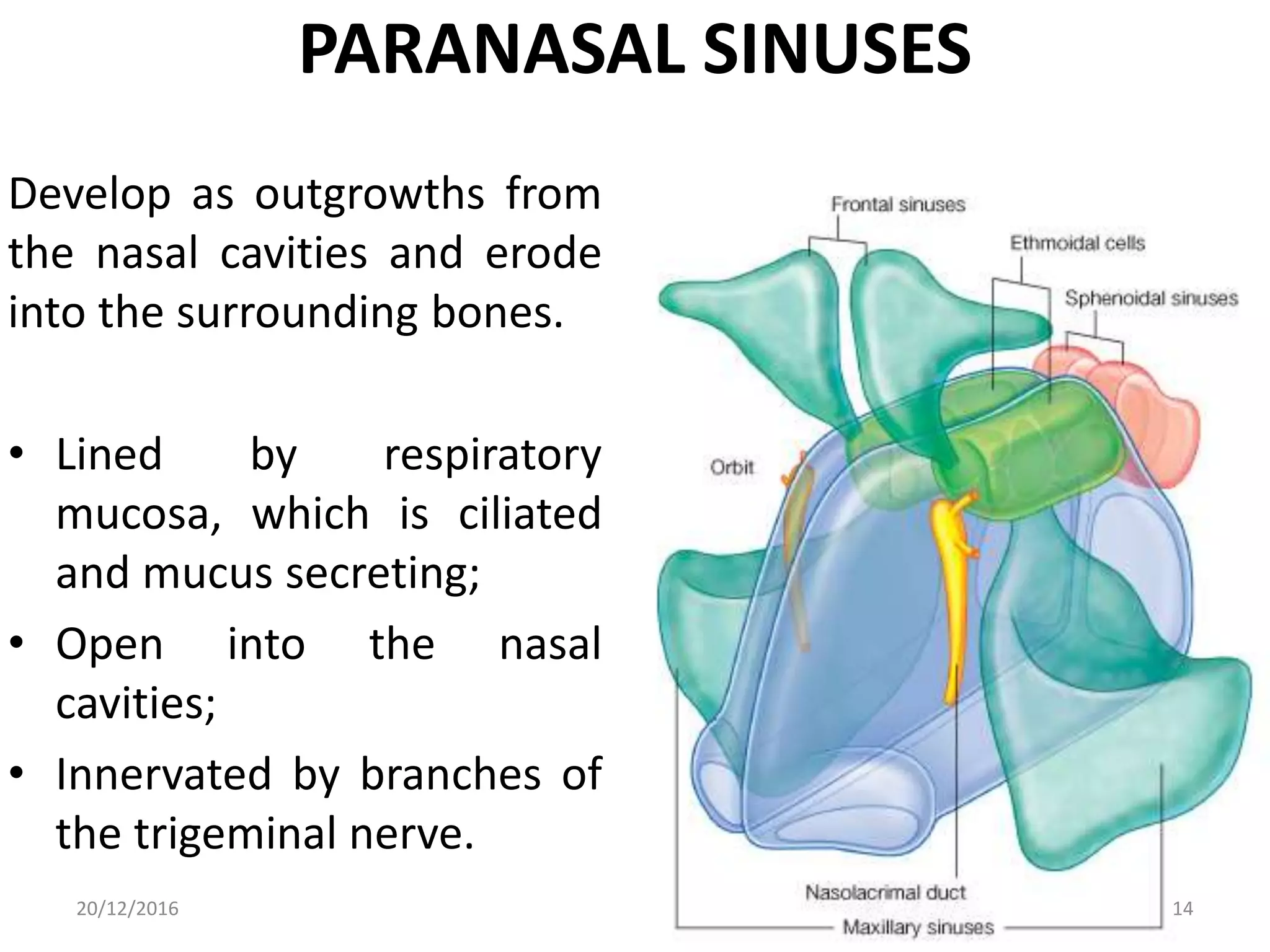 Nasal cavity & paranasal sinuses | PPTX | Ear, Nose and Throat ...