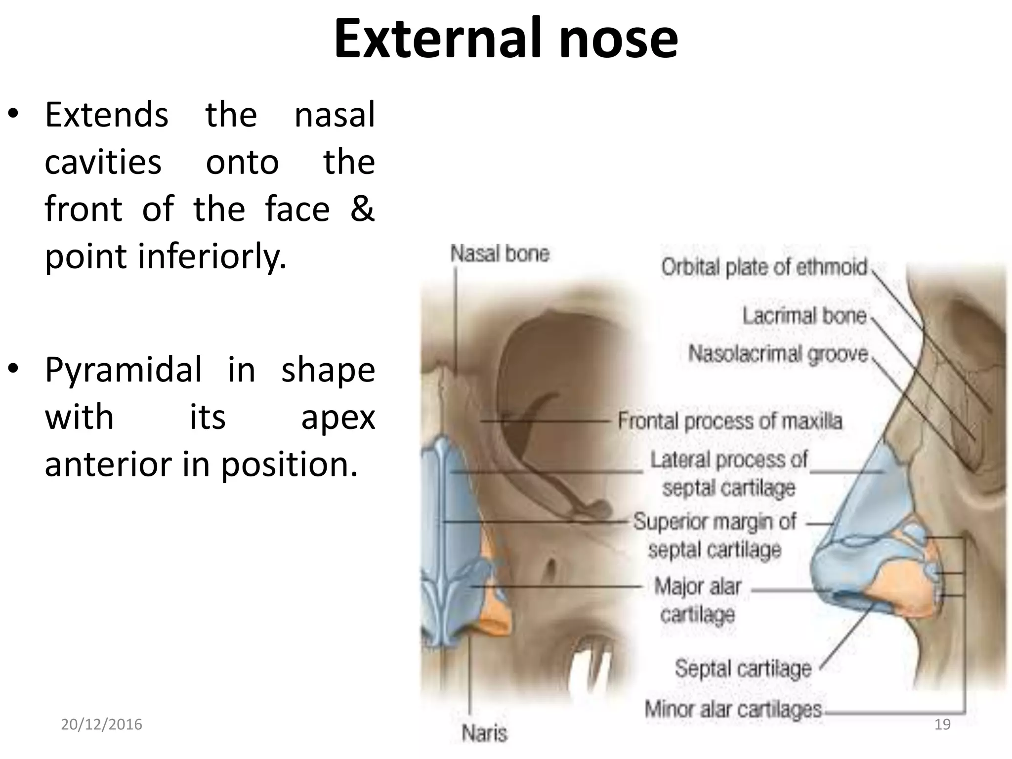 Nasal cavity & paranasal sinuses | PPTX | Ear, Nose and Throat ...