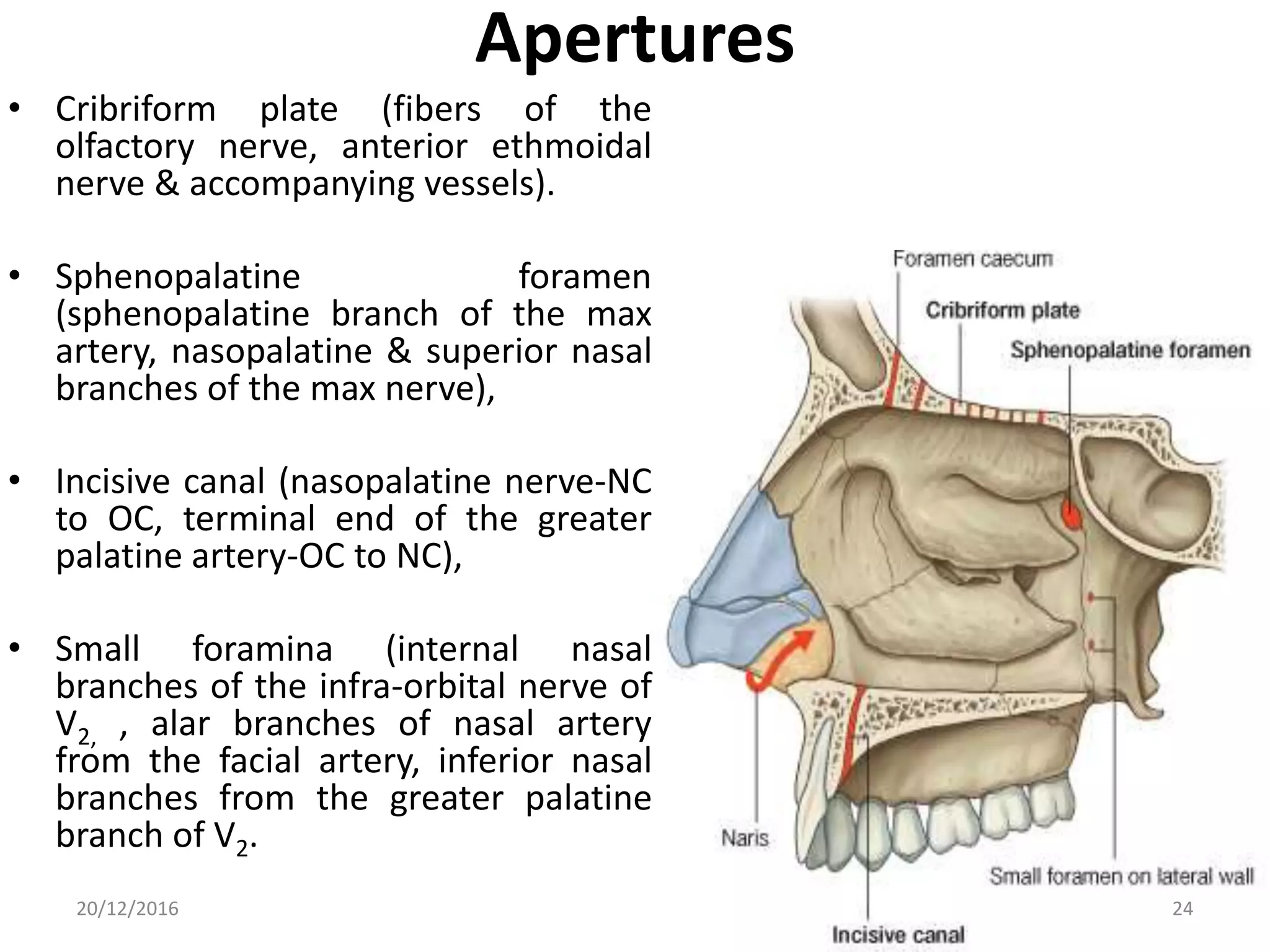 Nasal cavity & paranasal sinuses | PPTX | Ear, Nose and Throat ...