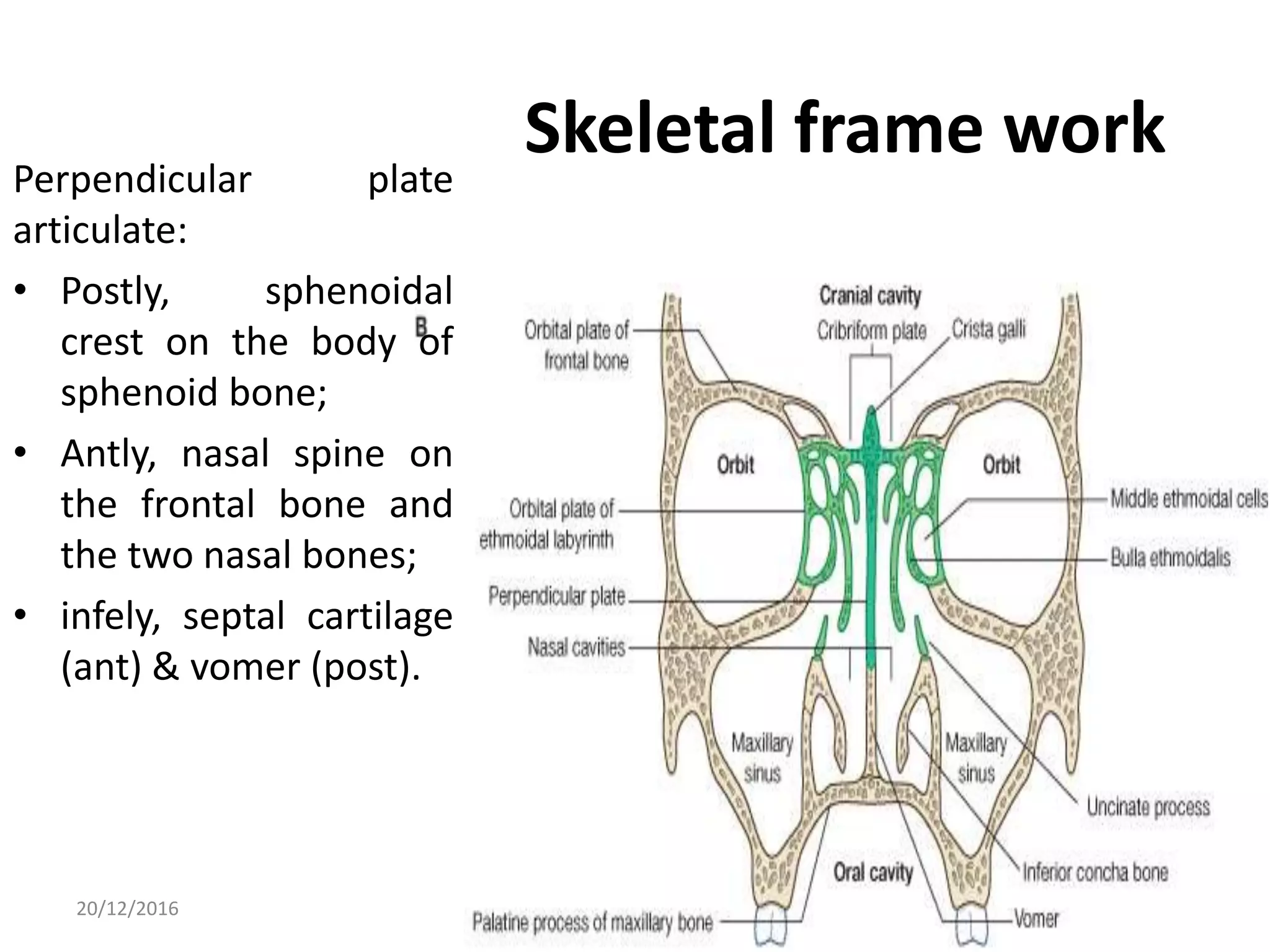 Nasal cavity & paranasal sinuses | PPTX | Ear, Nose and Throat ...