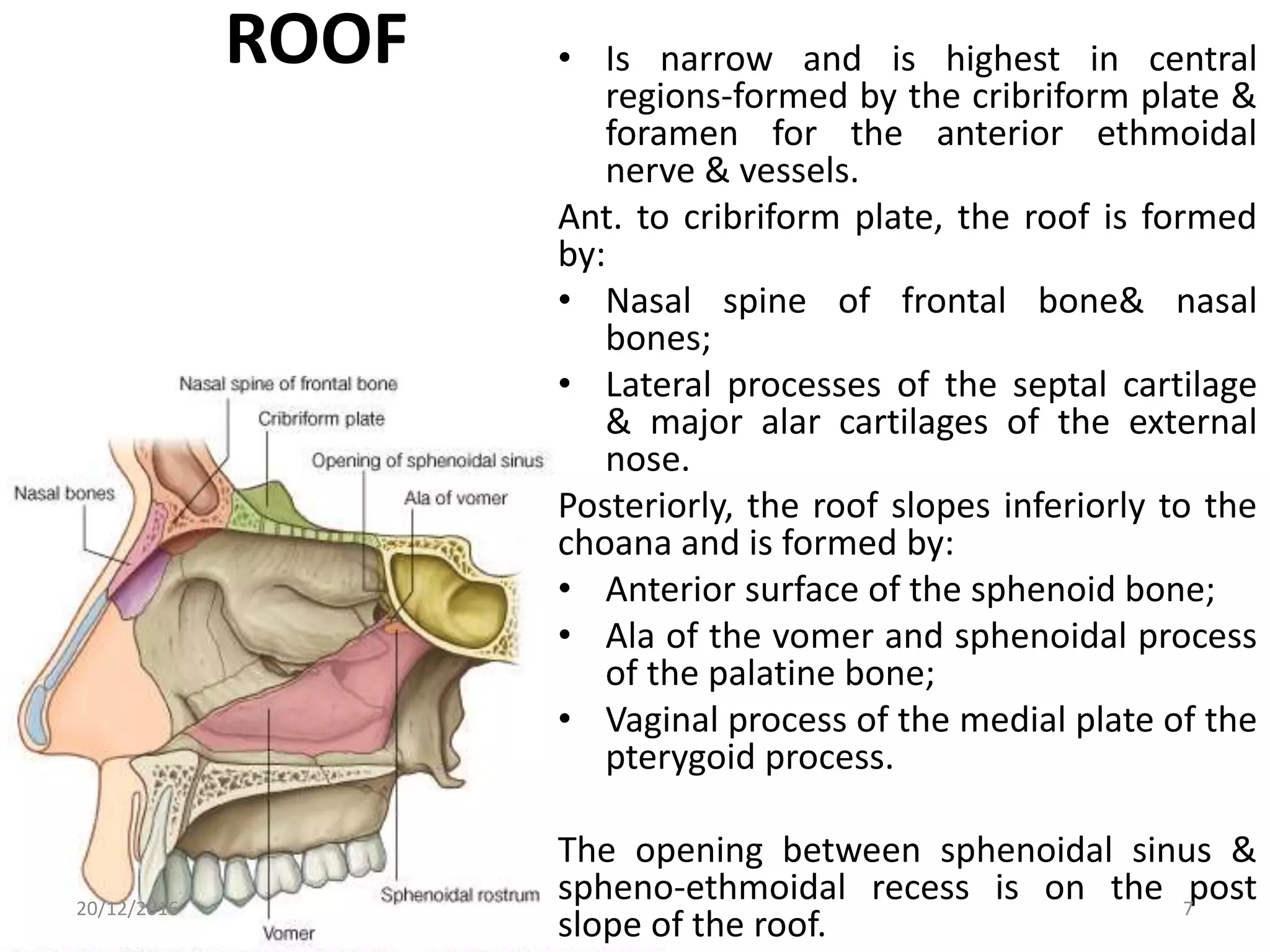 Nasal cavity & paranasal sinuses | PPTX | Ear, Nose and Throat ...