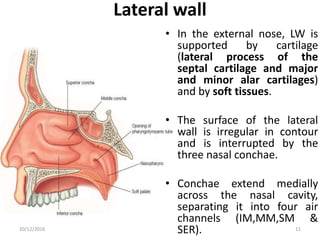 Nasal cavity & paranasal sinuses | PPTX | Ear, Nose and Throat ...