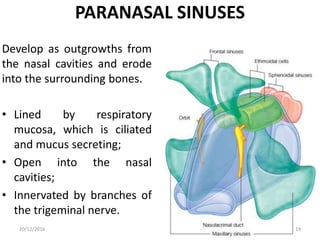 Nasal cavity & paranasal sinuses | PPTX | Ear, Nose and Throat ...