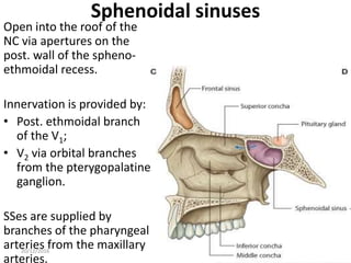 Nasal cavity & paranasal sinuses | PPTX
