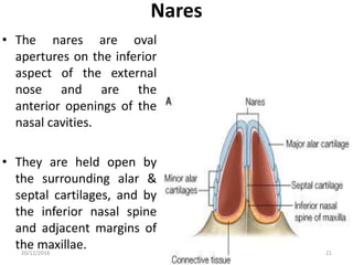 Nasal cavity & paranasal sinuses | PPTX