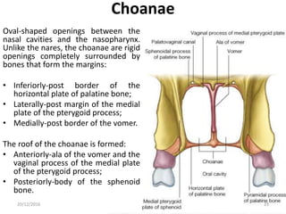 Nasal cavity & paranasal sinuses | PPTX