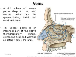 Nasal cavity & paranasal sinuses | PPTX